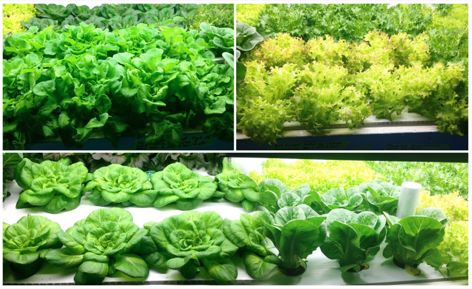 Why Venture Capital Likes Modular Farming - Knowledge at Wharton